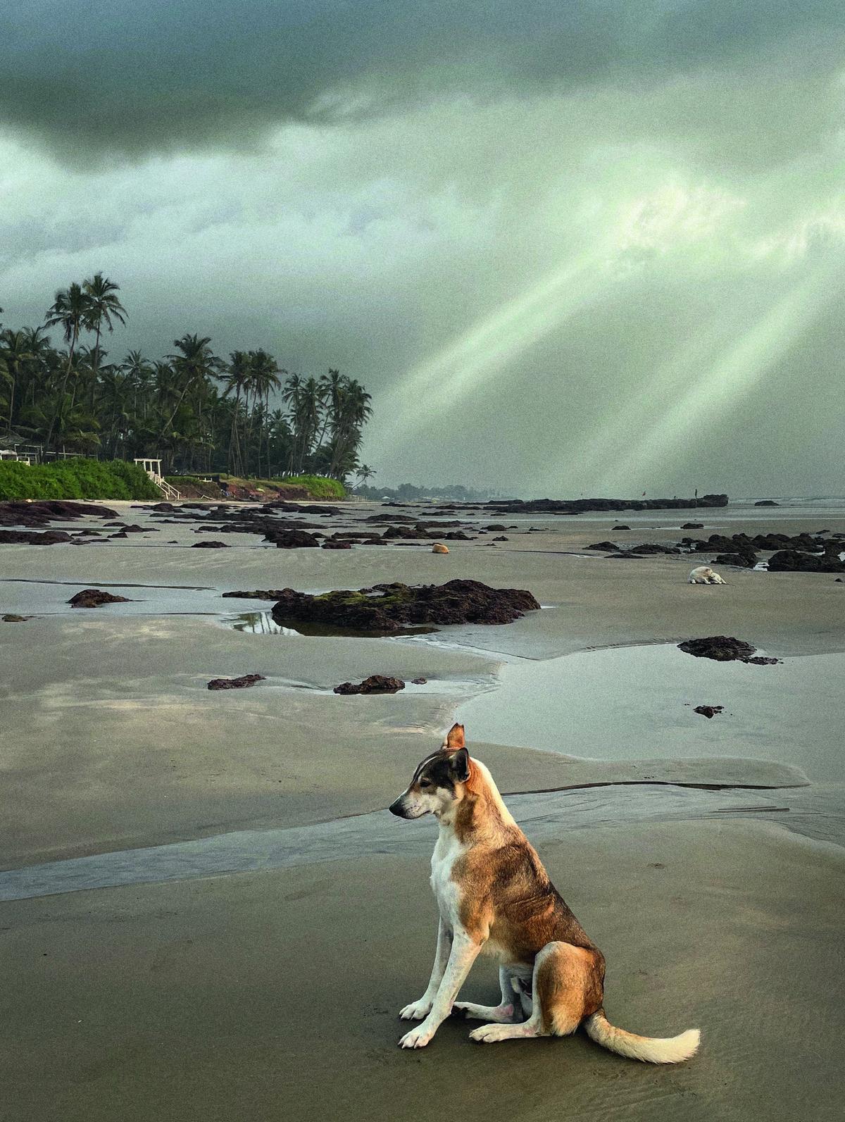 Rohit Chawla | Goa’s monsoons and dog day afternoons - The Hindu